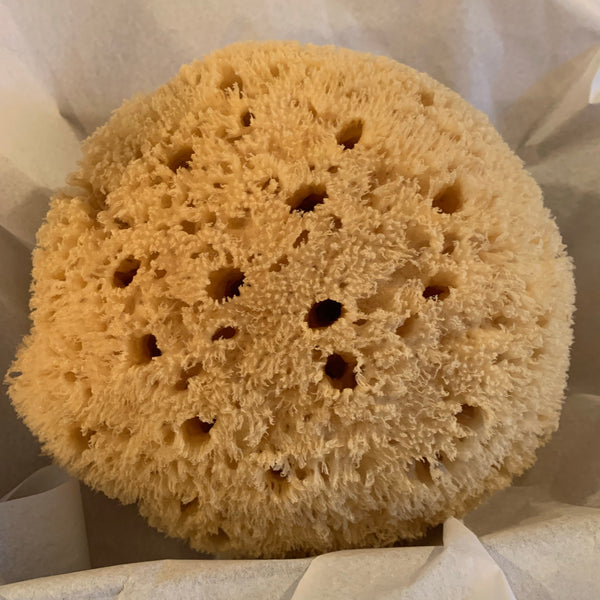 Extra Large Natural Sea Sponge 18cm - Chateau du Savon Ltd.